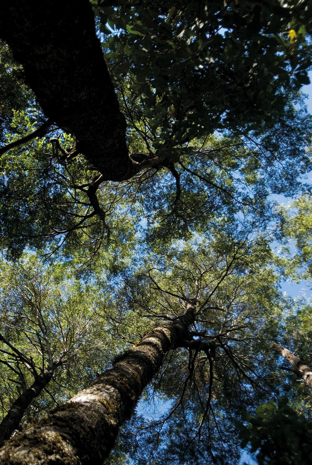 ARAUCO: MAPA, una historia que mira al futuro - Revista Corporativa